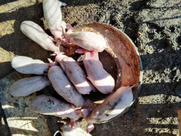 Vand purcei landrace !!! Targu Jiu - Animale