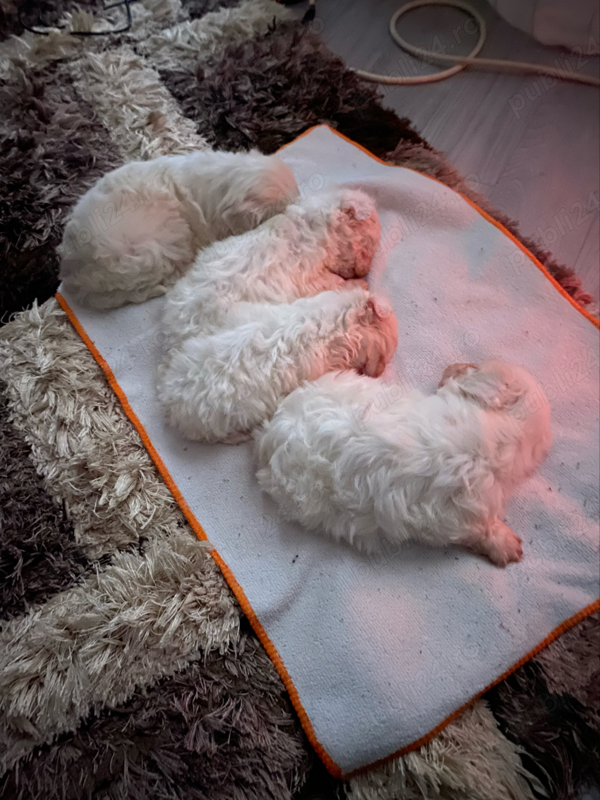 Vand pui bichon malta Voluntari - Animale