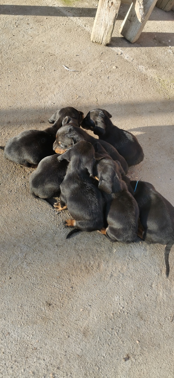 Rasa teckel Bulgarus - Animale