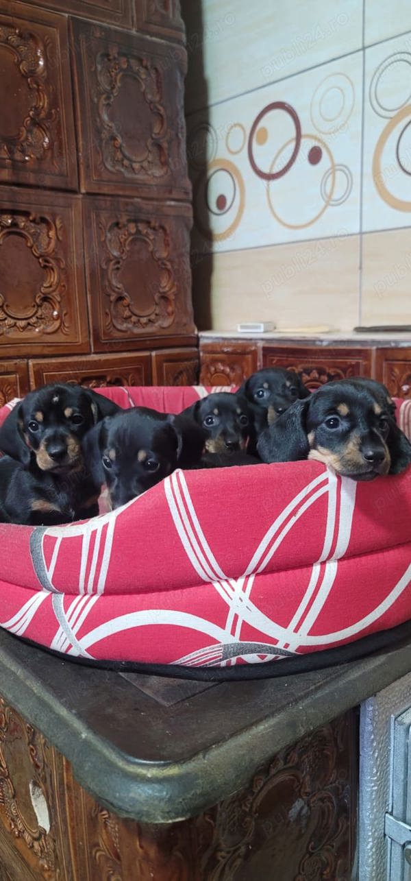 Pui Teckel negri cu pete de foc Gaesti - Animale