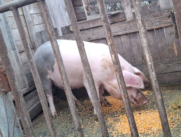 Vand porci de casa 14 ron negociabil Fanatele Capusului - Animale