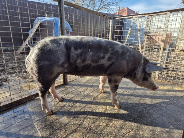 Vând Purcea Pietrain Simand - Animale