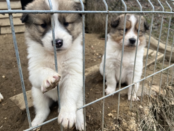 Cățeii Bichon maltez Sibiu - Animale