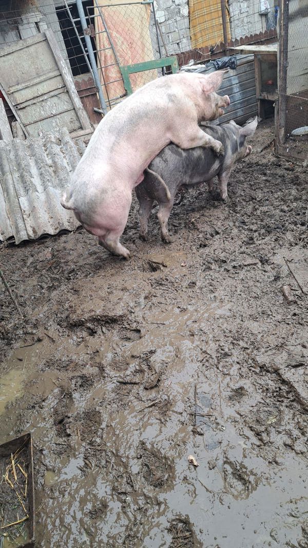 Vand porc(vier) Burias - Animale