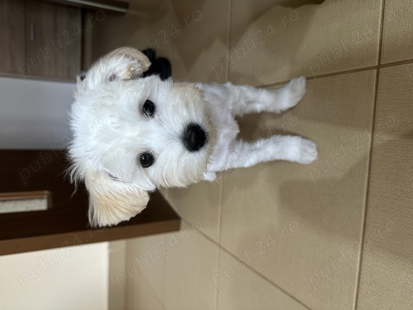 Vand bichon fetita Sibiu - Animale