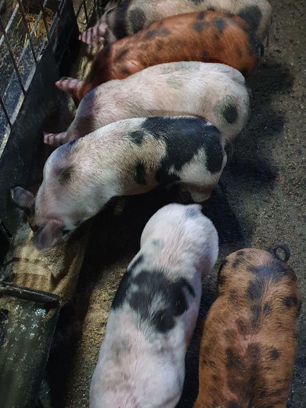 Purcei de vânzare Ianosda - Animale