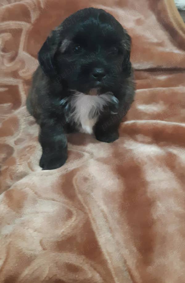 Donez 4catelusi din rasa metis Sector 5 - Animale