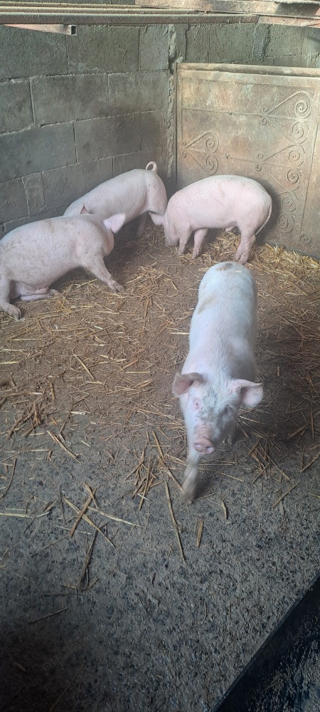 Vînd purcei marele alb trei luni 30 kg Livada de Bihor - Animale