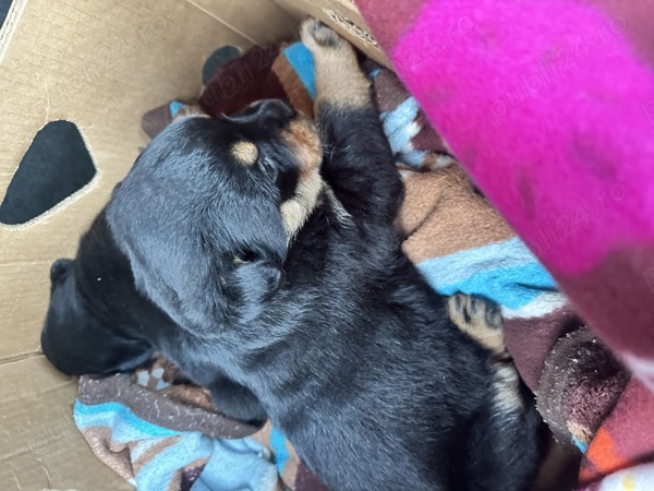 Căței rasa Rottweiler Ususau - Animale