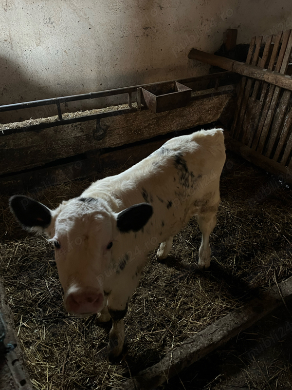 Vand vaca cu vițel nou nascut Surdulesti - Animale