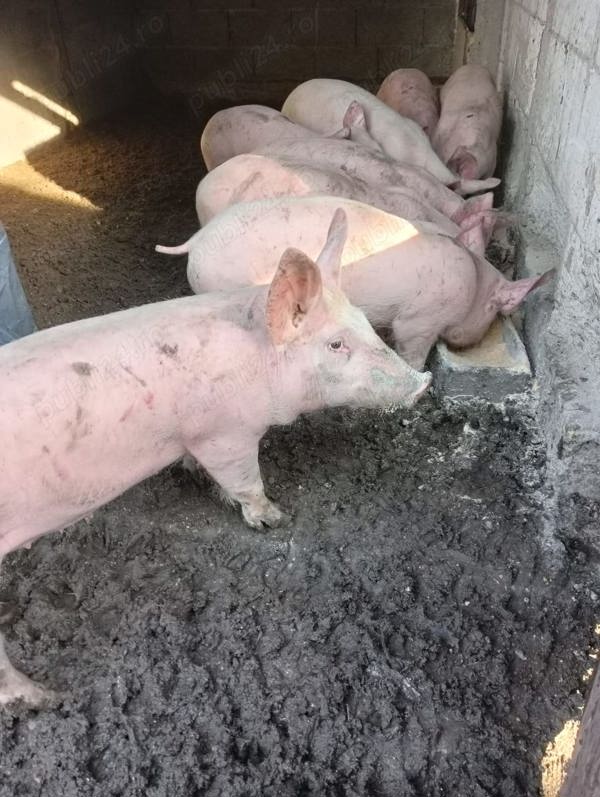 Vand purcei pik cu landrace rasă de carne Ghercesti - Animale