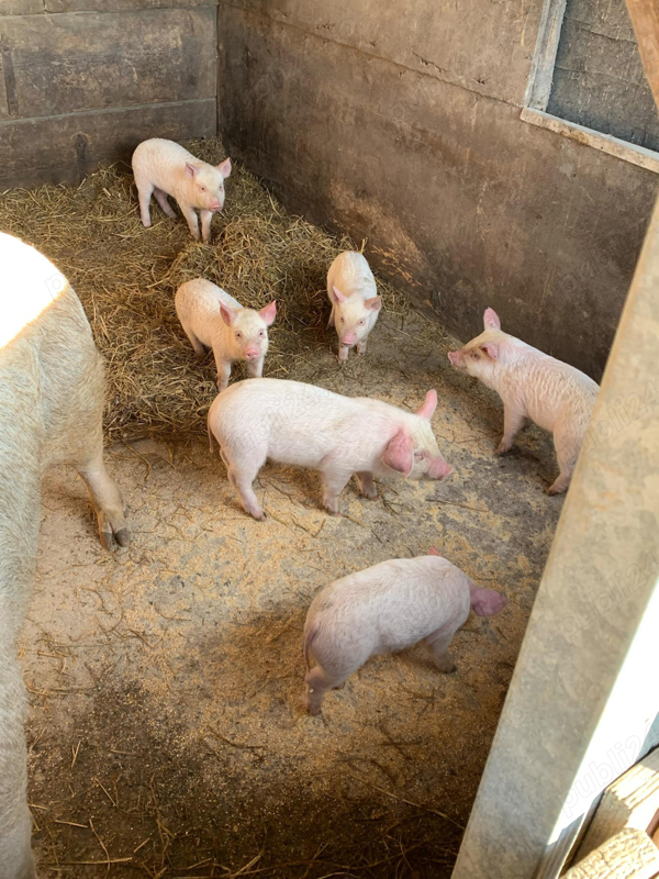 Duroc cu Marele Alb Almasu Mic (Sarbi) - Animale