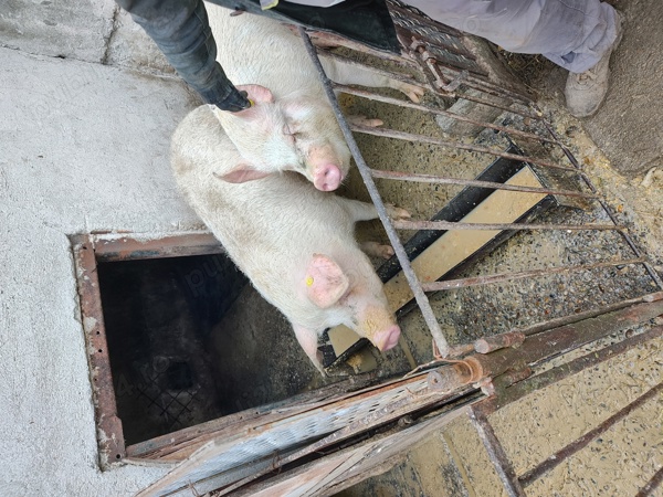 Porc gras Fantanele - Animale