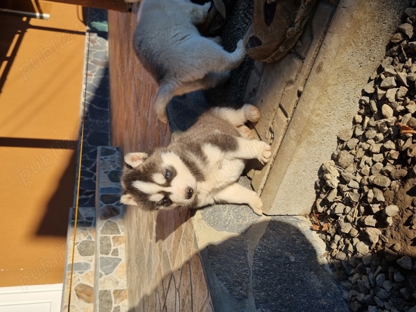 Pui husky devânzare Damieni - Animale