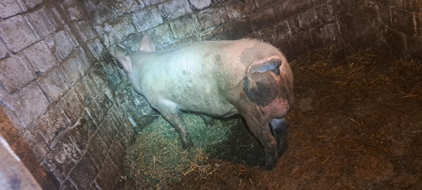 Vand porc ( vier) Burias - Animale