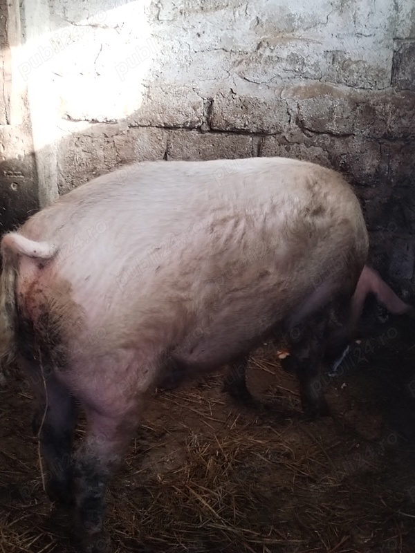 Porc gras Felnac - Animale