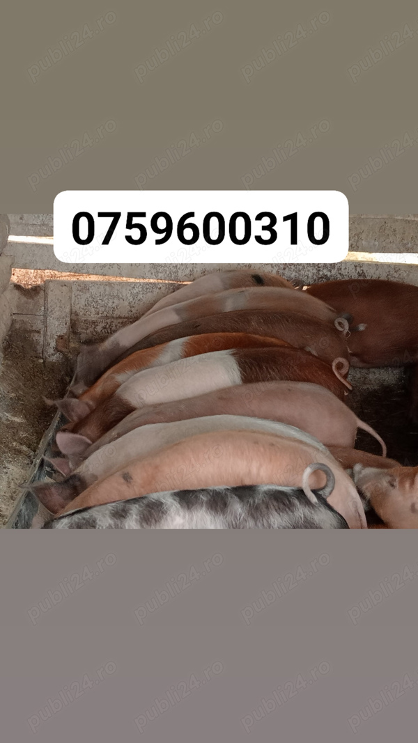 Vând purcei de casă Reghin - Animale