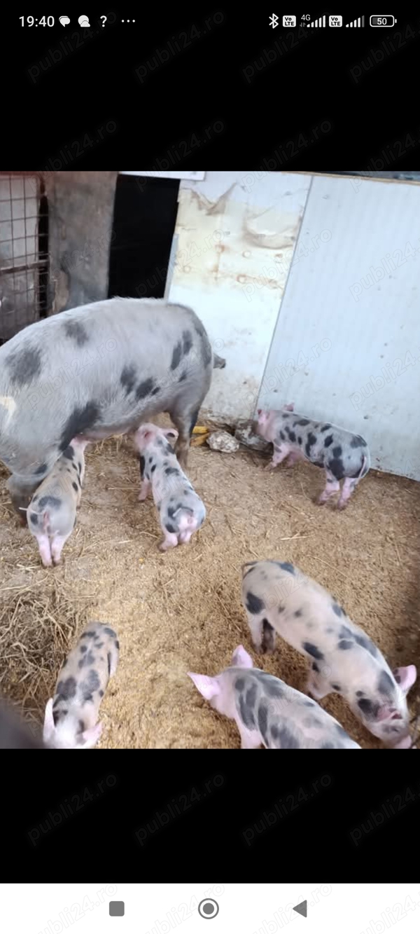 Porc pt reproducere Betfia - Animale