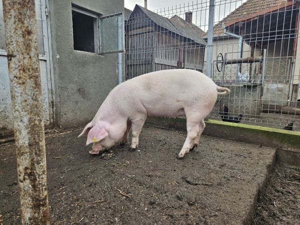 Vand purcea marele alb landrace Teius - Animale