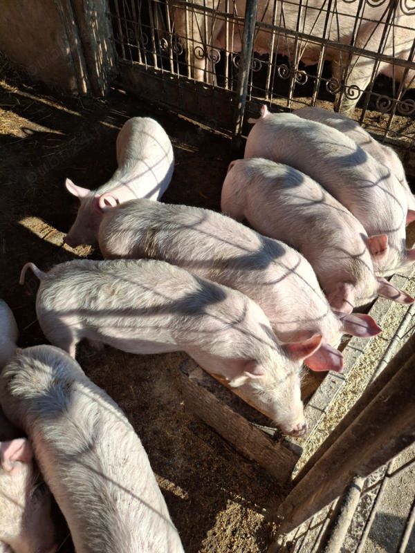 Vând purcei !!!! Brad - Animale