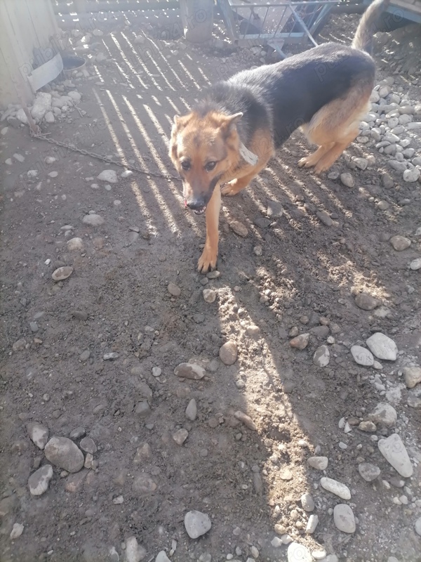 Donez catelusa ciobănesc Mosoaia - Animale