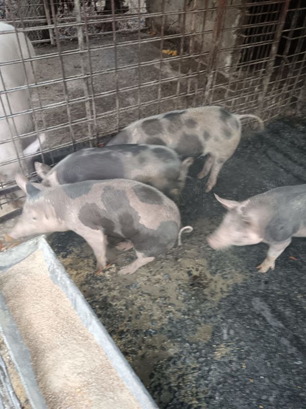 Vând purcei pietran Novaci - Animale