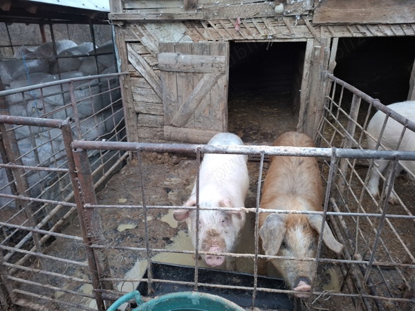 Vând purcea din ales STARCHIOJD - Animale