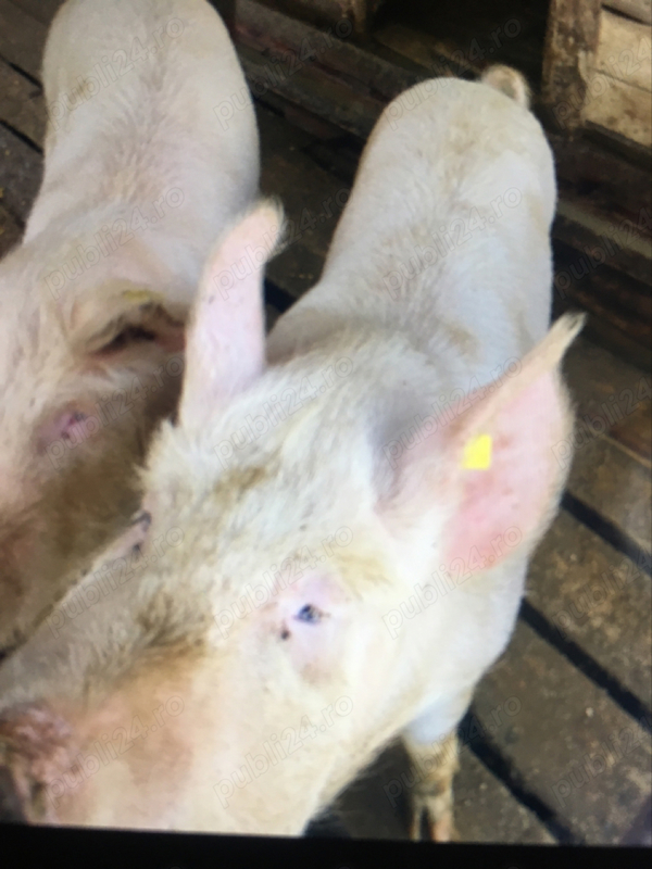 Vind urgent 2 scroafe gestante Reteag - Animale