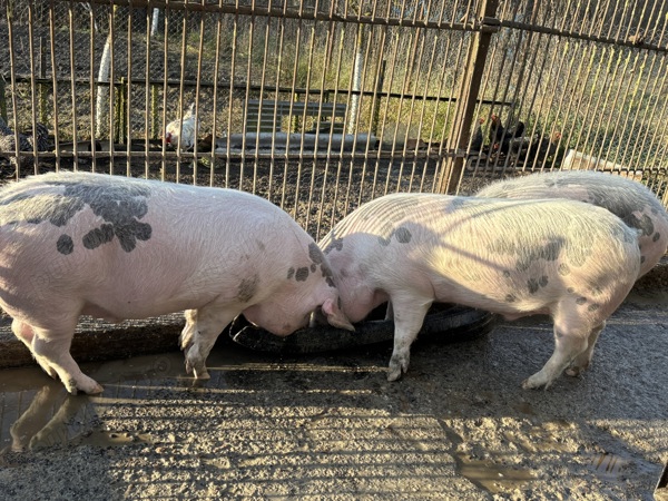 Porci de vanzare sat Aldesti jud Arad Aldesti - Animale