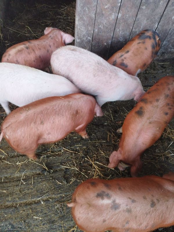 Purcei și 2 porci 120-110kg Targu Mures - Animale