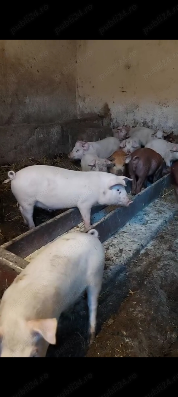 Purcei de vânzare.... Gherta Mica - Animale