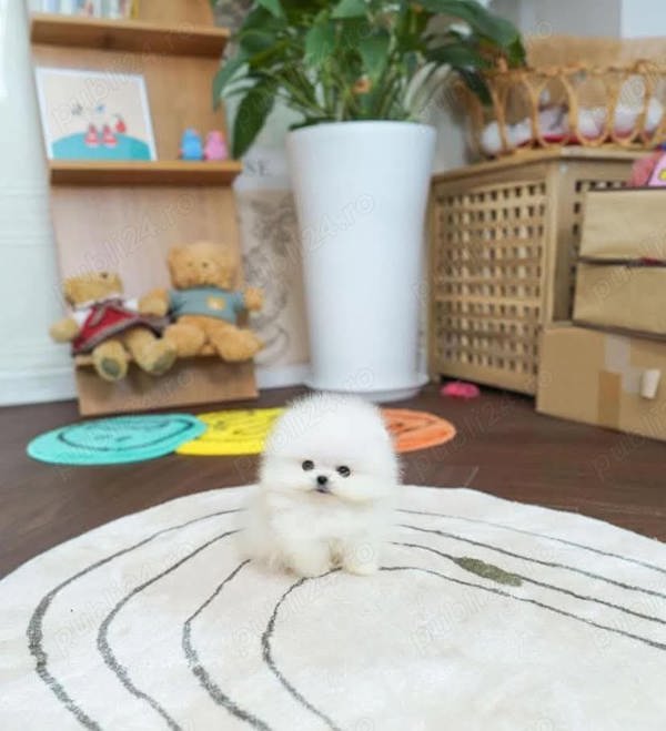 Pomeranian Mini Boo Craiova - Animale