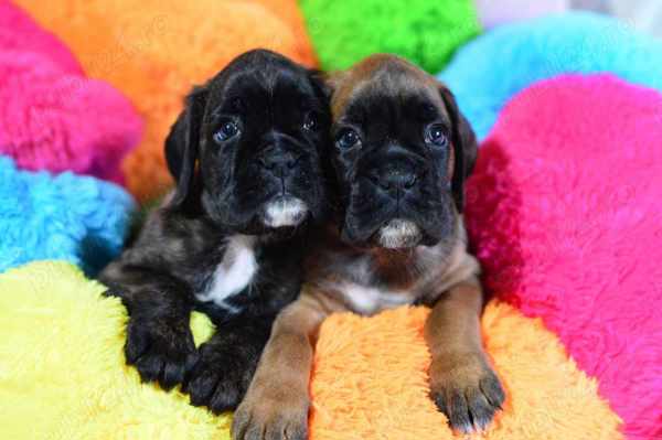 Pui boxer cu Pedigree Sector 1 - Animale