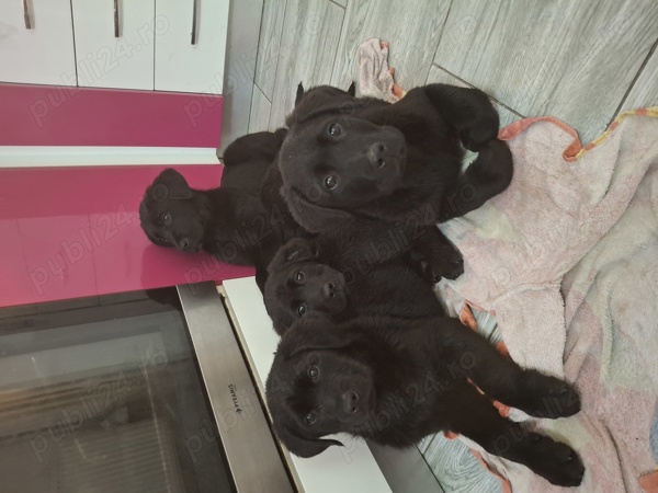 Labrador retriever negru Lugoj - Animale