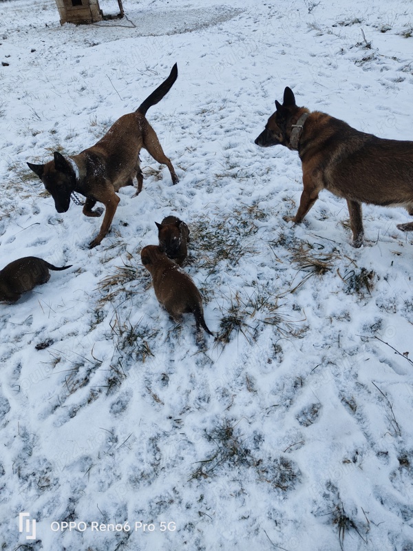 De vânzare pui Malinois Huedin - Animale