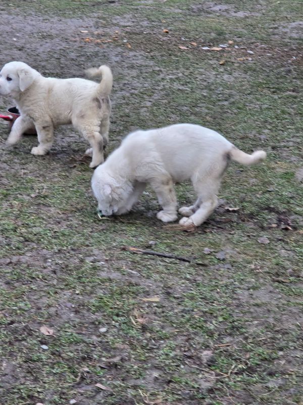 Ciobanesc Asia Centrala Sacueni - Animale