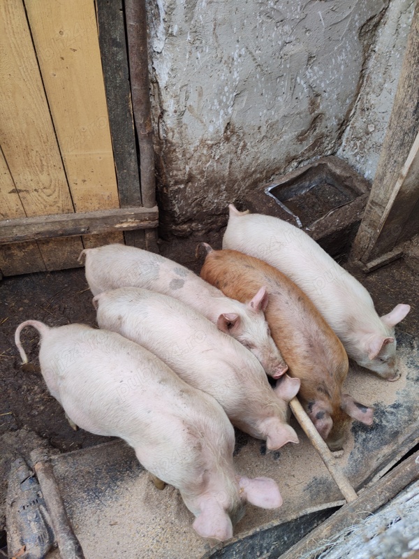 Vând purcei rasa Duroc Mogosesti - Animale