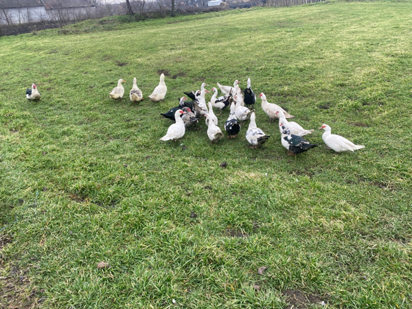 Rate mute si ratoi Jimbolia - Animale