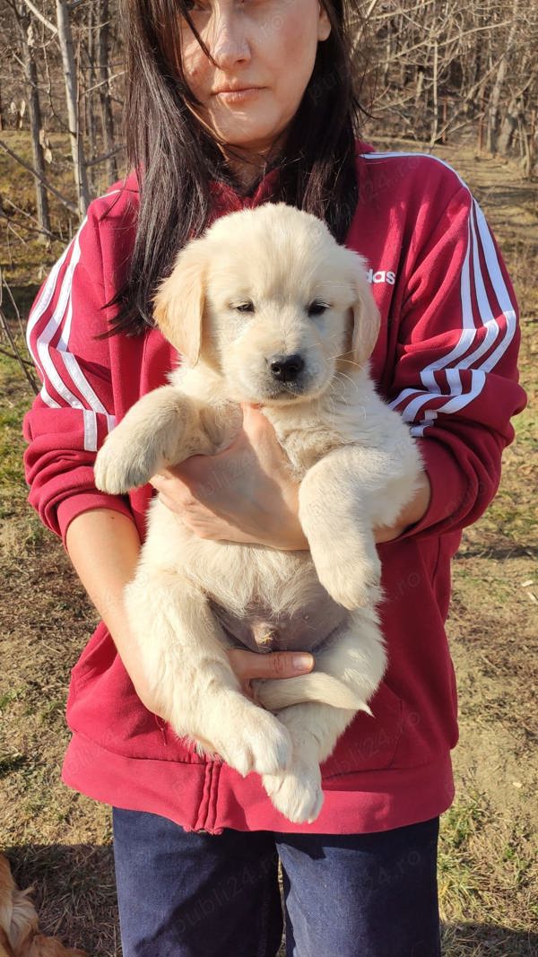 Pui Golden Retriever (mascul) Moreni - Animale