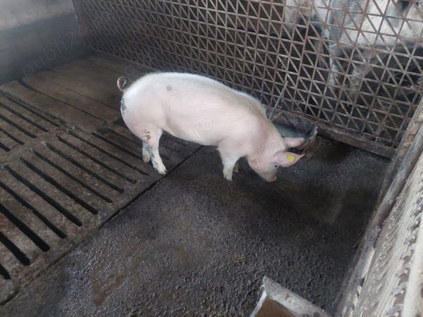 Vând purcea marele alb cu pietrean Jibou - Animale