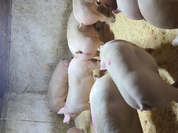 Porci de vanzare si purcei super buni Boldesti-Scaeni - Animale