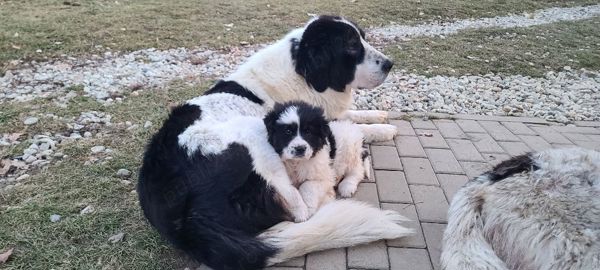 Cateluse Pui catei Ciobanesc Bucovina Sibiu - Animale