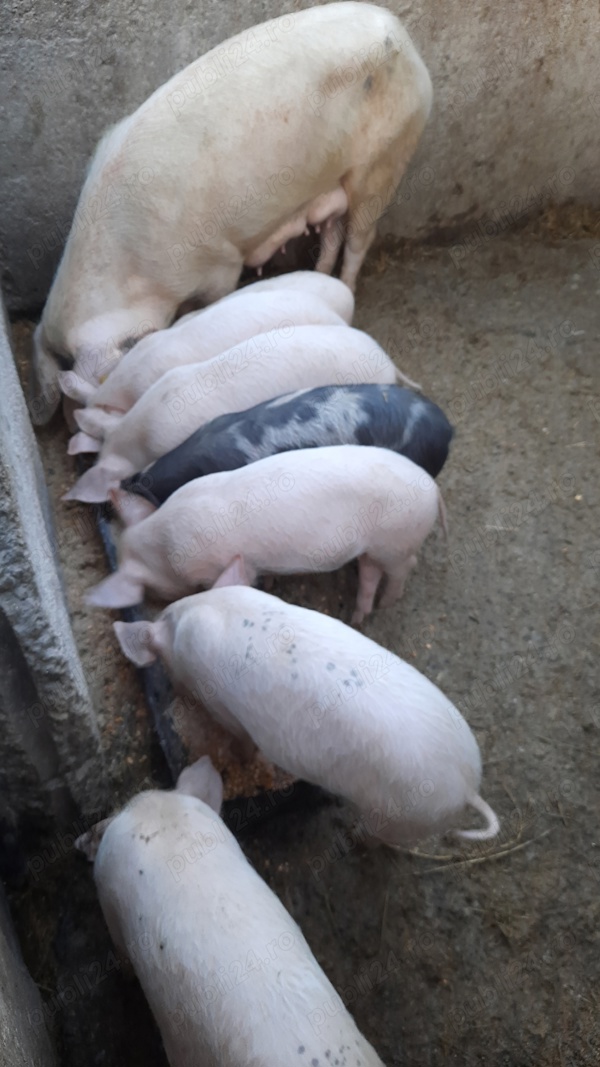 Vind purcei de 9 saptamini Oradea - Animale