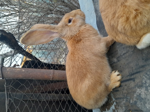 Vând, schimb tineret U.G.Galben, Uriaș de Transilvania, Fluture German ...