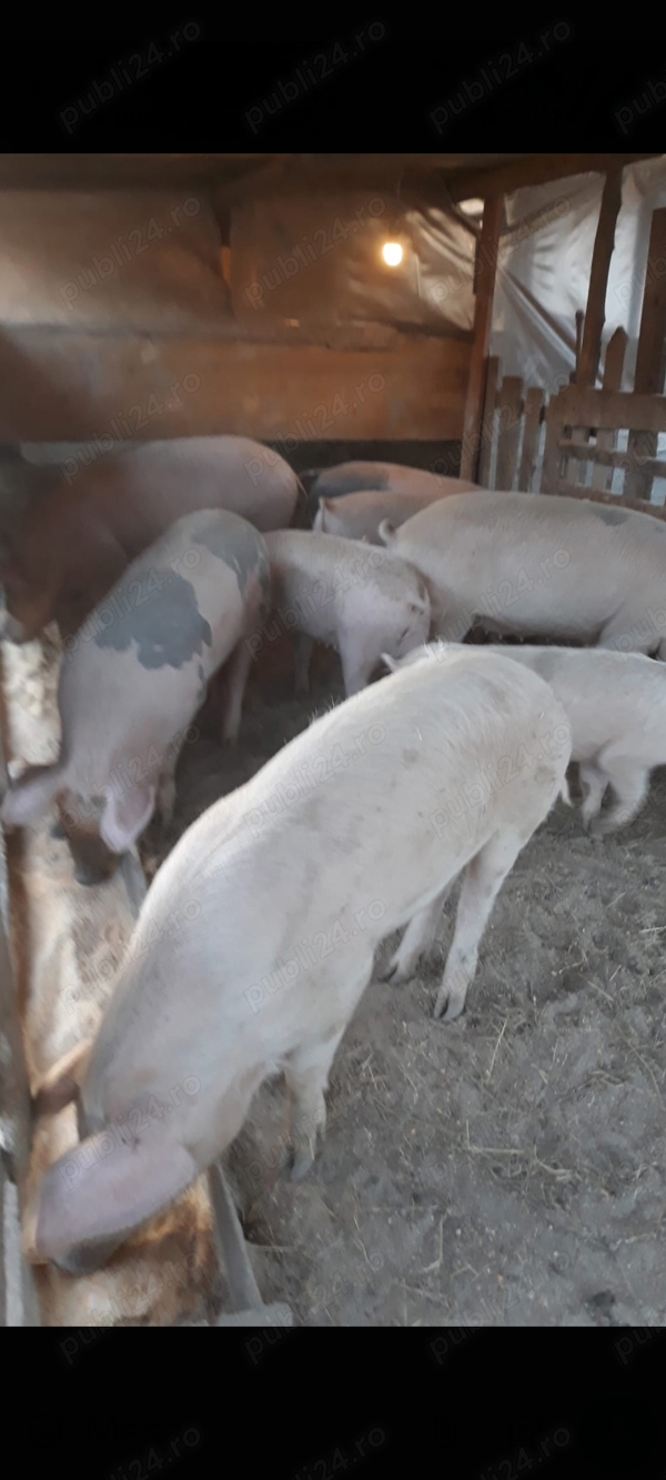 Soldani de vânzare Sibiu - Animale