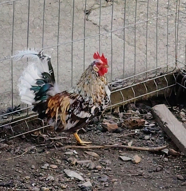 Cocos American Deosebit Timisoara - Animale