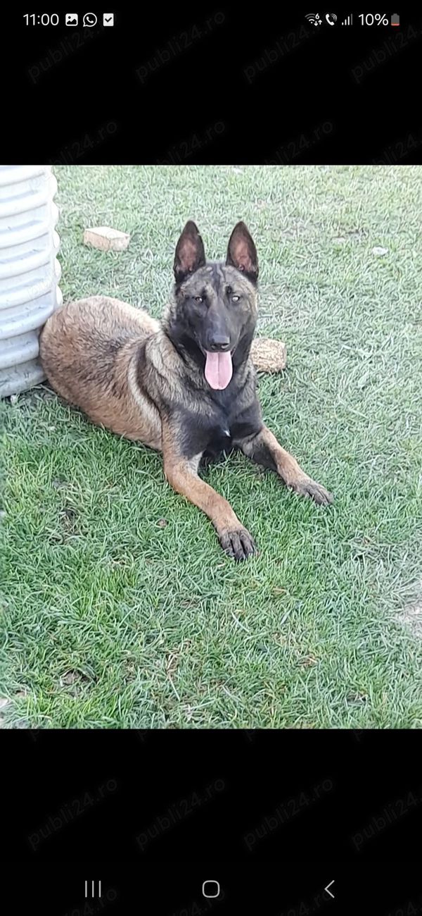 Pui Ciobanesc Belgian Malinois Pitesti - Animale