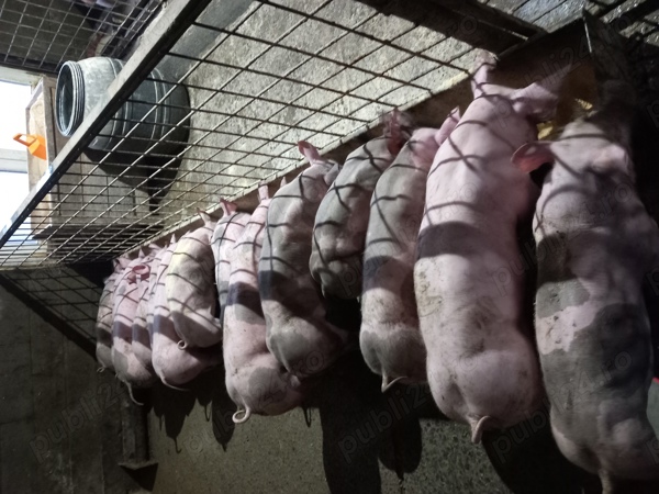 Purcei, scrofite și vieruti reproducere Mandra - Animale