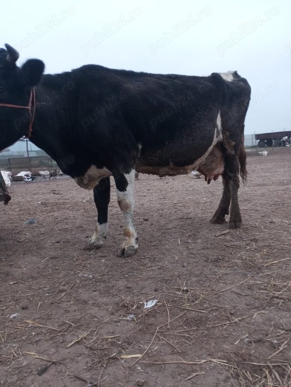 Vând vaci de lapte foarte bune Caracal - Animale
