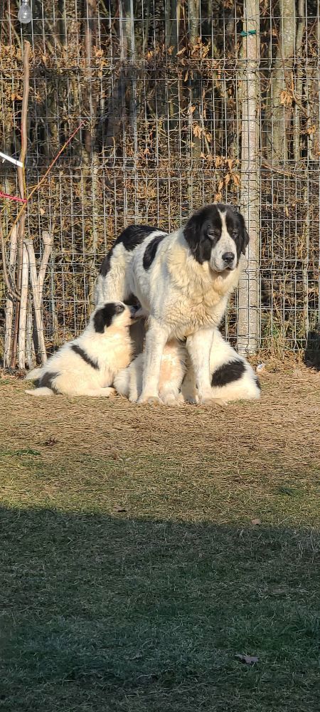 Cateluse Pui catei Ciobanesc Bucovina Sibiu - Animale